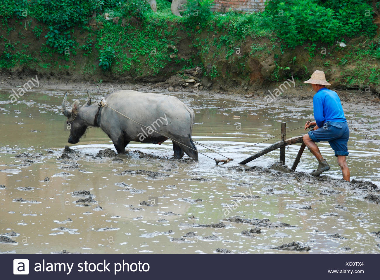 Buffaloes Ploughing Field High Resolution Stock Photography and Images ...
