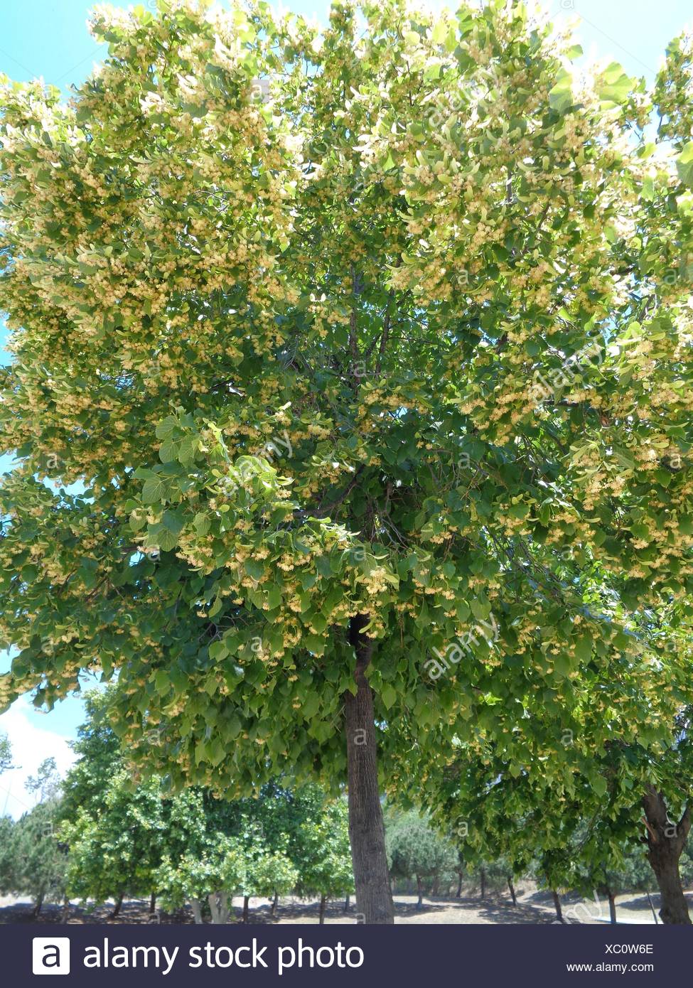Tilia Sp High Resolution Stock Photography and Images - Alamy