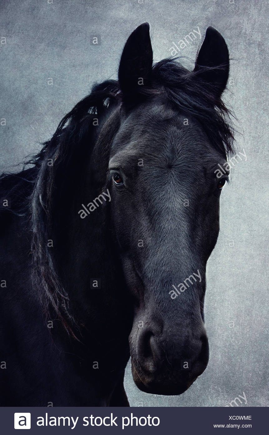 Friesenhengst High Resolution Stock Photography and Images - Alamy