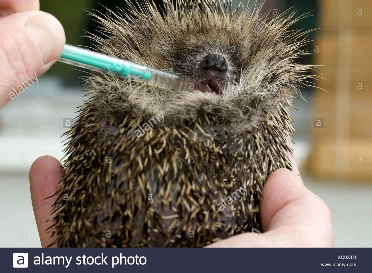 Hedgehog Feeding Station Stock Photos & Hedgehog Feeding Station Stock ...