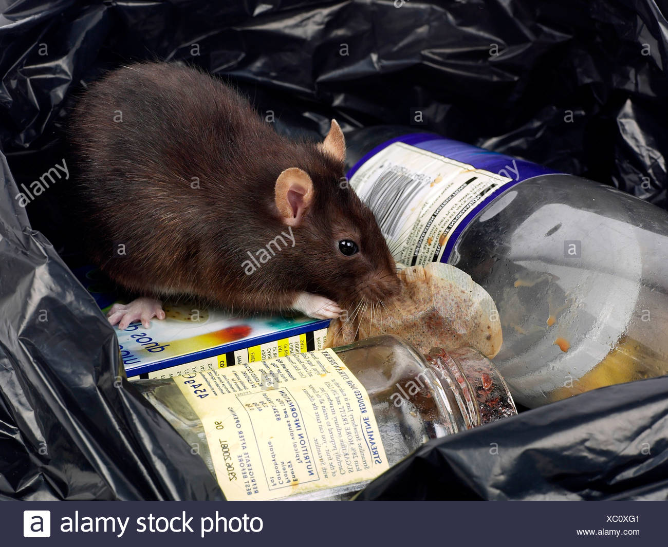 Brown Rat Stock Photos & Brown Rat Stock Images - Alamy