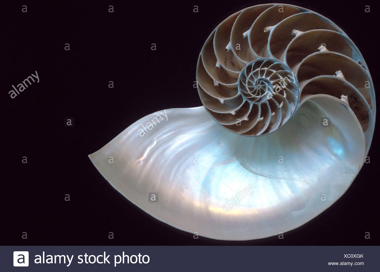 Nautilus Pompilius Chambered Nautilus High Resolution Stock Photography ...
