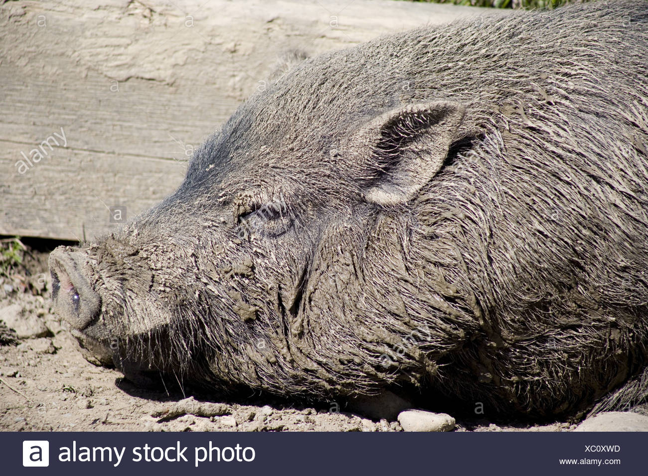 Inertly High Resolution Stock Photography and Images - Alamy