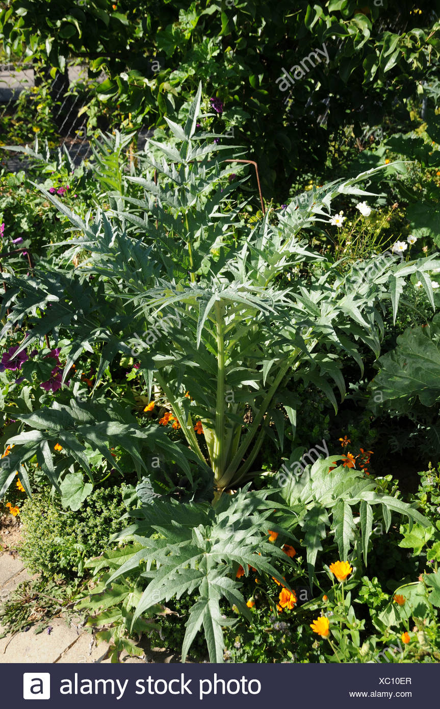 Cardoni High Resolution Stock Photography and Images - Alamy