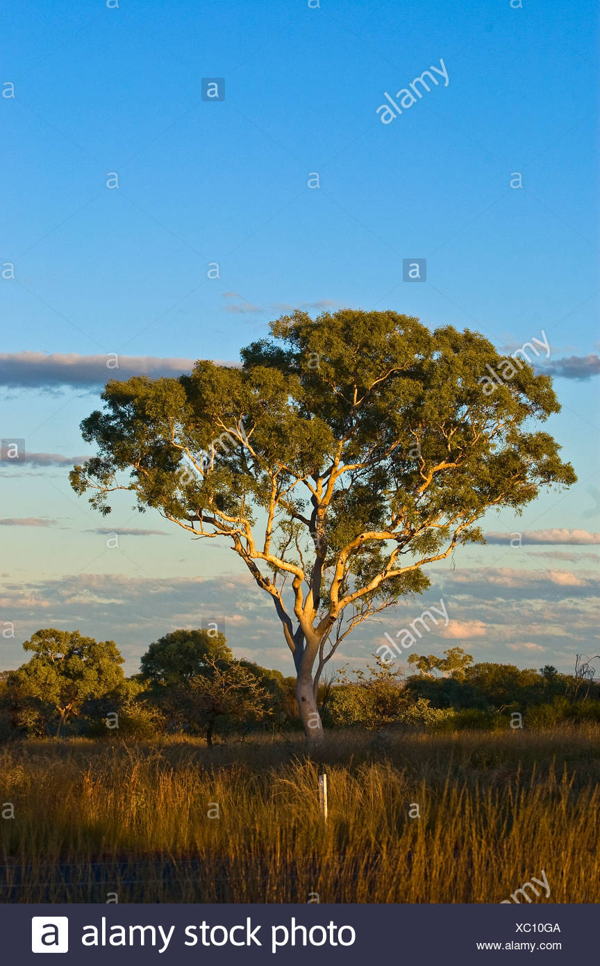 Coolibah Tree High Resolution Stock Photography and Images - Alamy