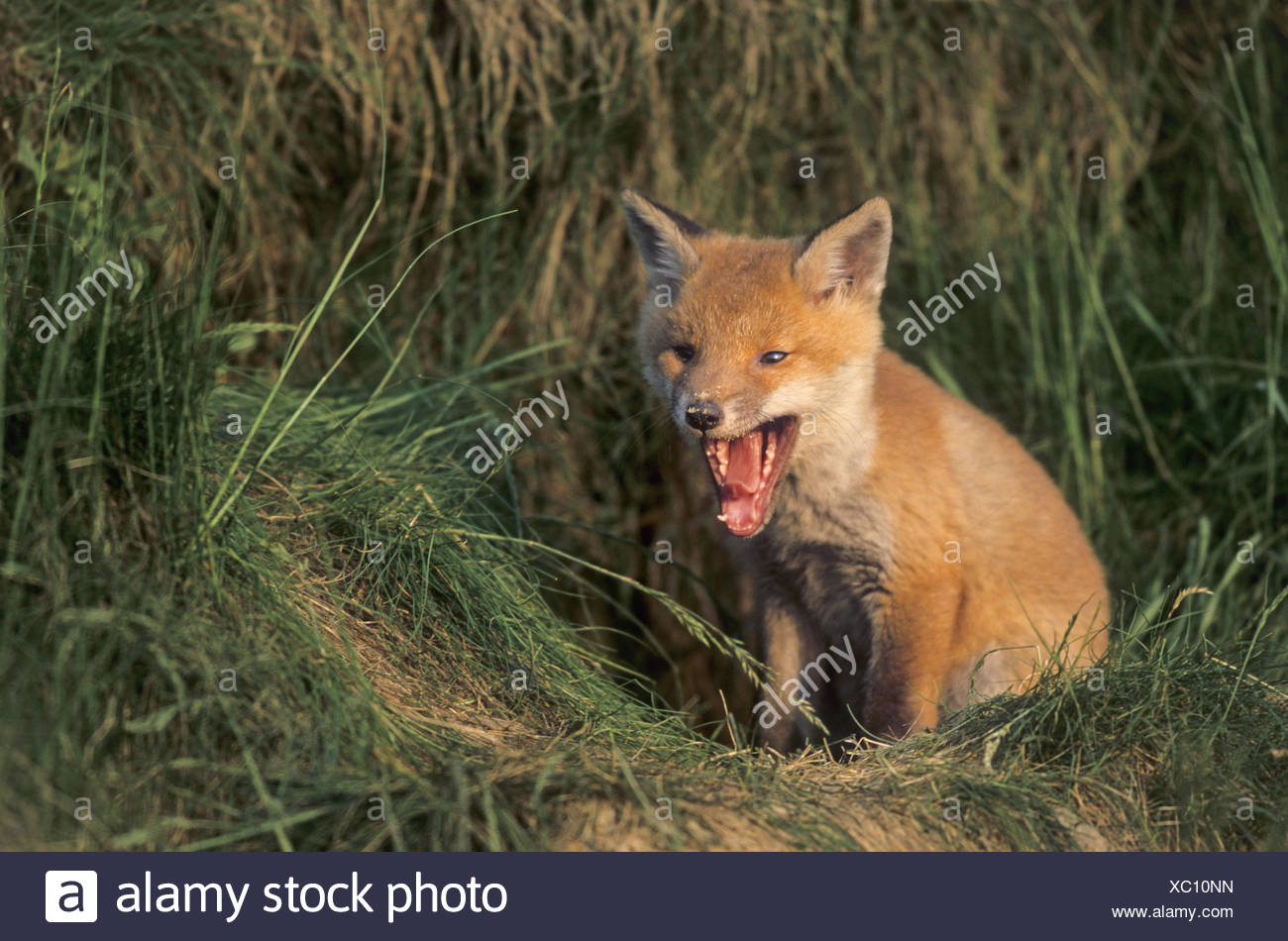 Fox´s Burrow Stock Photos & Fox´s Burrow Stock Images - Alamy