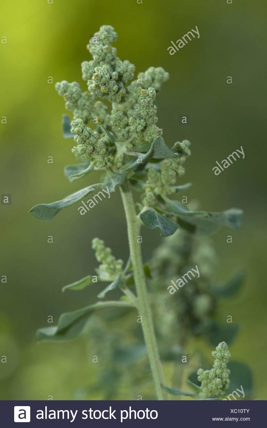 Goosefoot Plants High Resolution Stock Photography and Images - Alamy