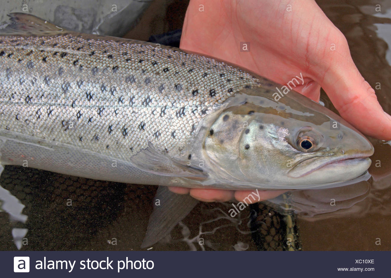 Salmo Trutta Sea Trout High Resolution Stock Photography and Images - Alamy