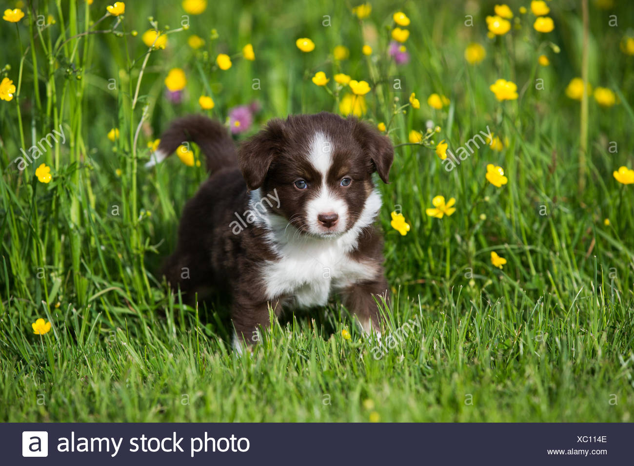 Australian Red Puppy High Resolution Stock Photography and Images - Alamy