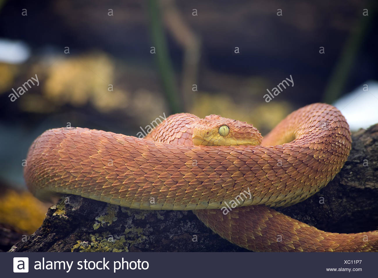 The Bush Viper Stock Photos & The Bush Viper Stock Images - Alamy