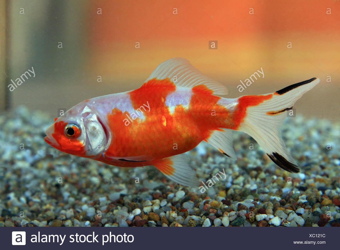 Shubunkin High Resolution Stock Photography and Images - Alamy