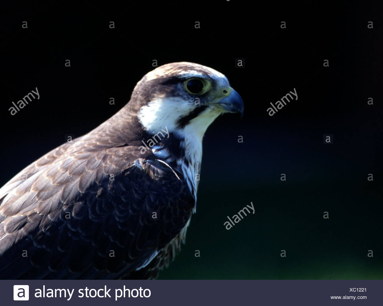 Falco Jugger High Resolution Stock Photography and Images - Alamy