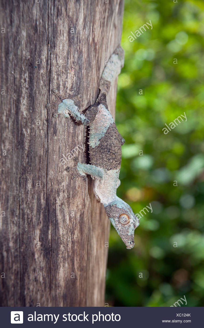 Large Leaf Tailed Gecko High Resolution Stock Photography and Images ...