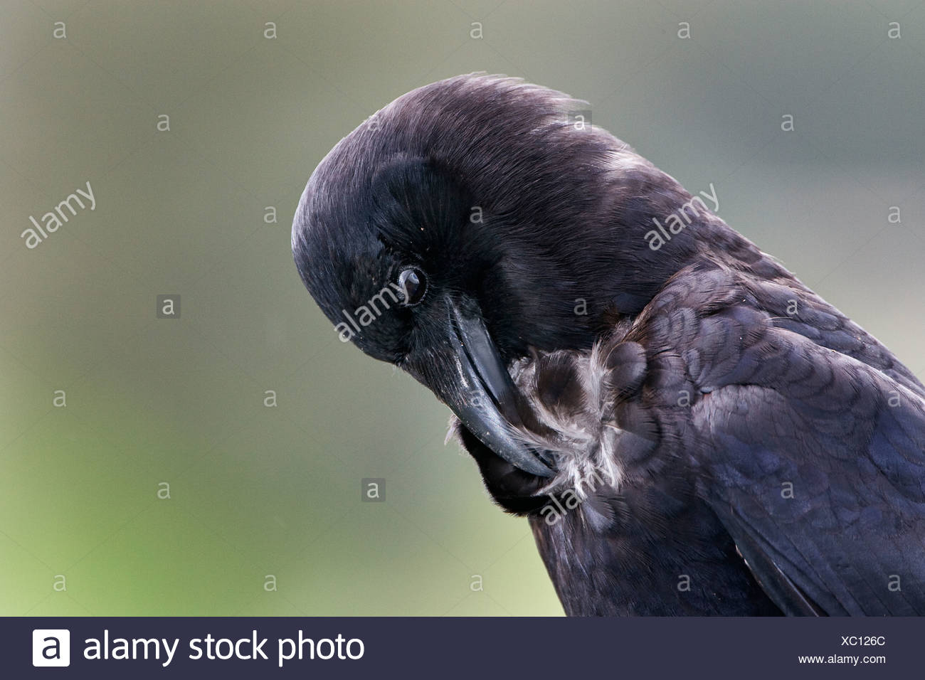 Preening Crow High Resolution Stock Photography and Images - Alamy