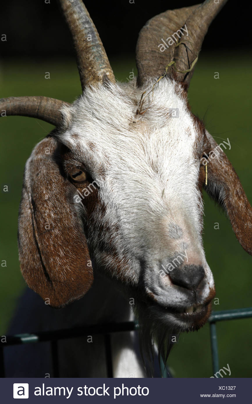 Four Horn Goat Stock Photos & Four Horn Goat Stock Images - Alamy