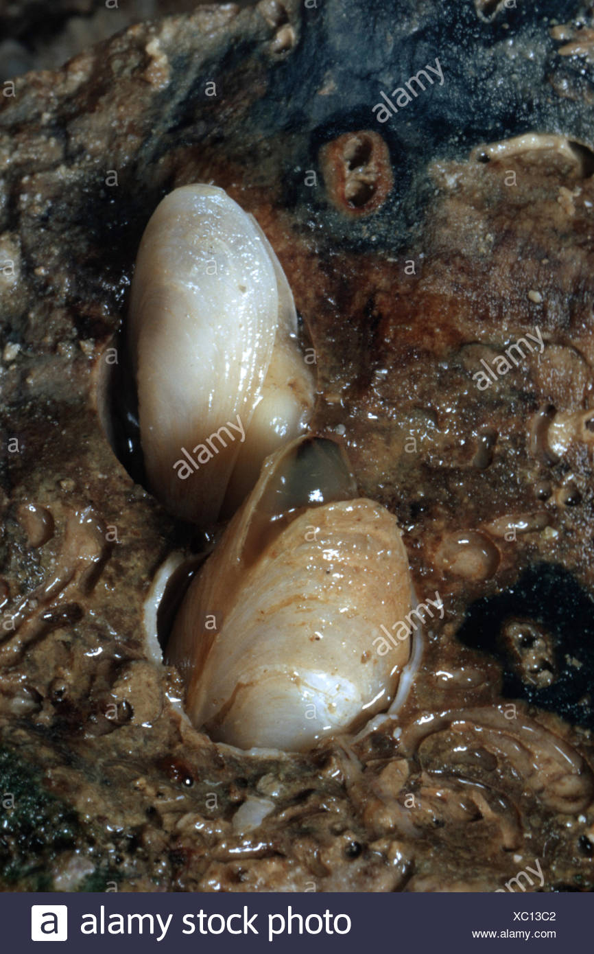 Animal Flask High Resolution Stock Photography and Images - Alamy