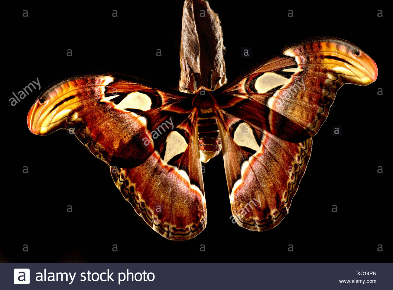 Moth Wingspan High Resolution Stock Photography and Images - Alamy