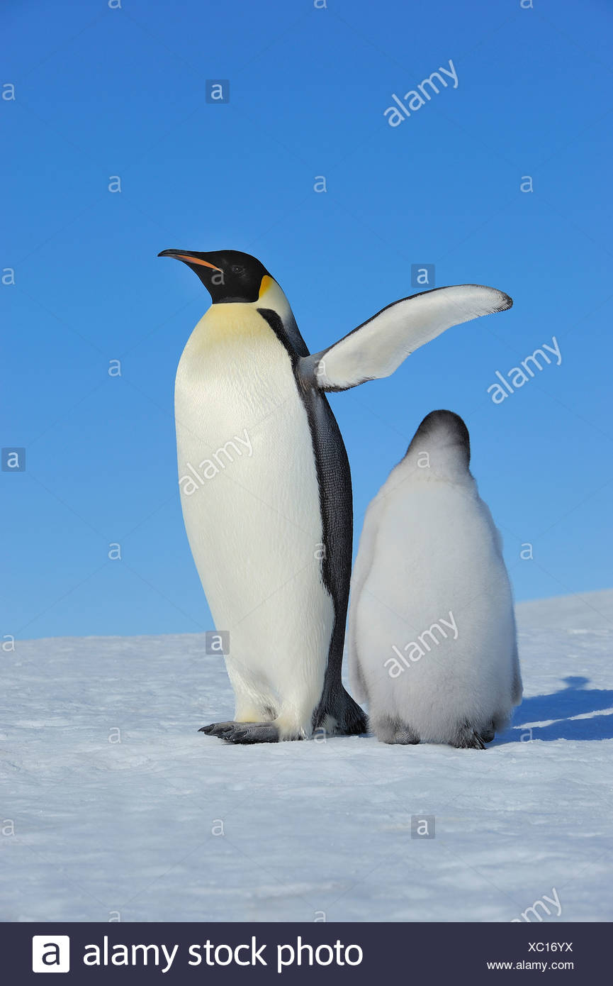 Penguin Flapping Wings High Resolution Stock Photography and Images - Alamy