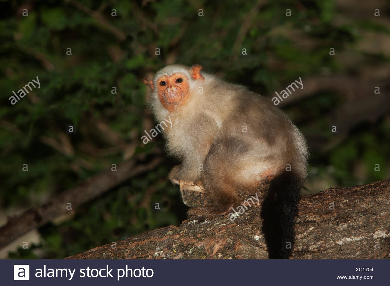 Argentata High Resolution Stock Photography and Images - Alamy