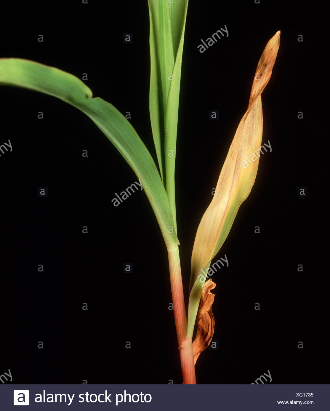 Wilt Disease High Resolution Stock Photography and Images - Alamy