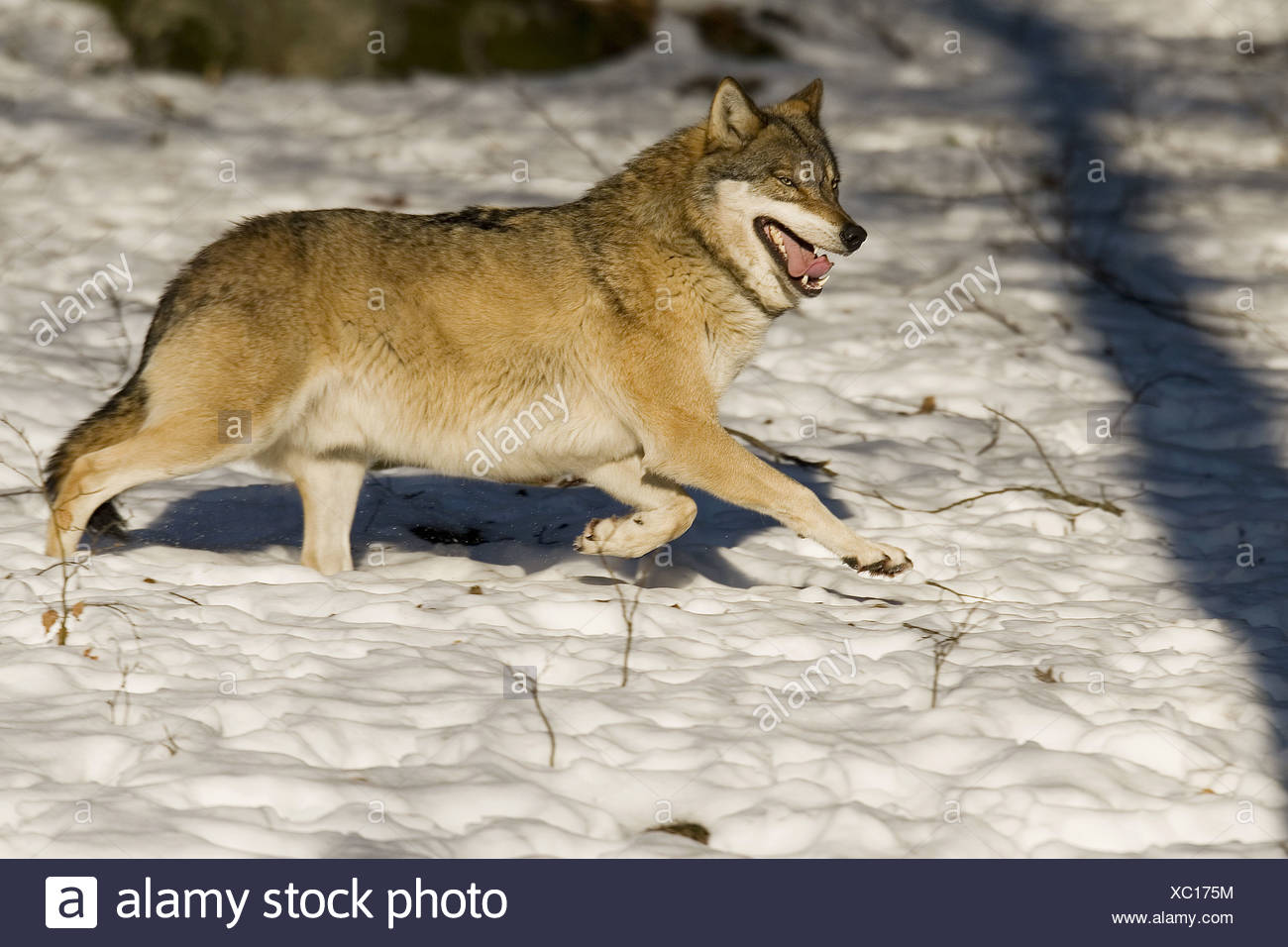 Wolves Running High Resolution Stock Photography and Images - Alamy