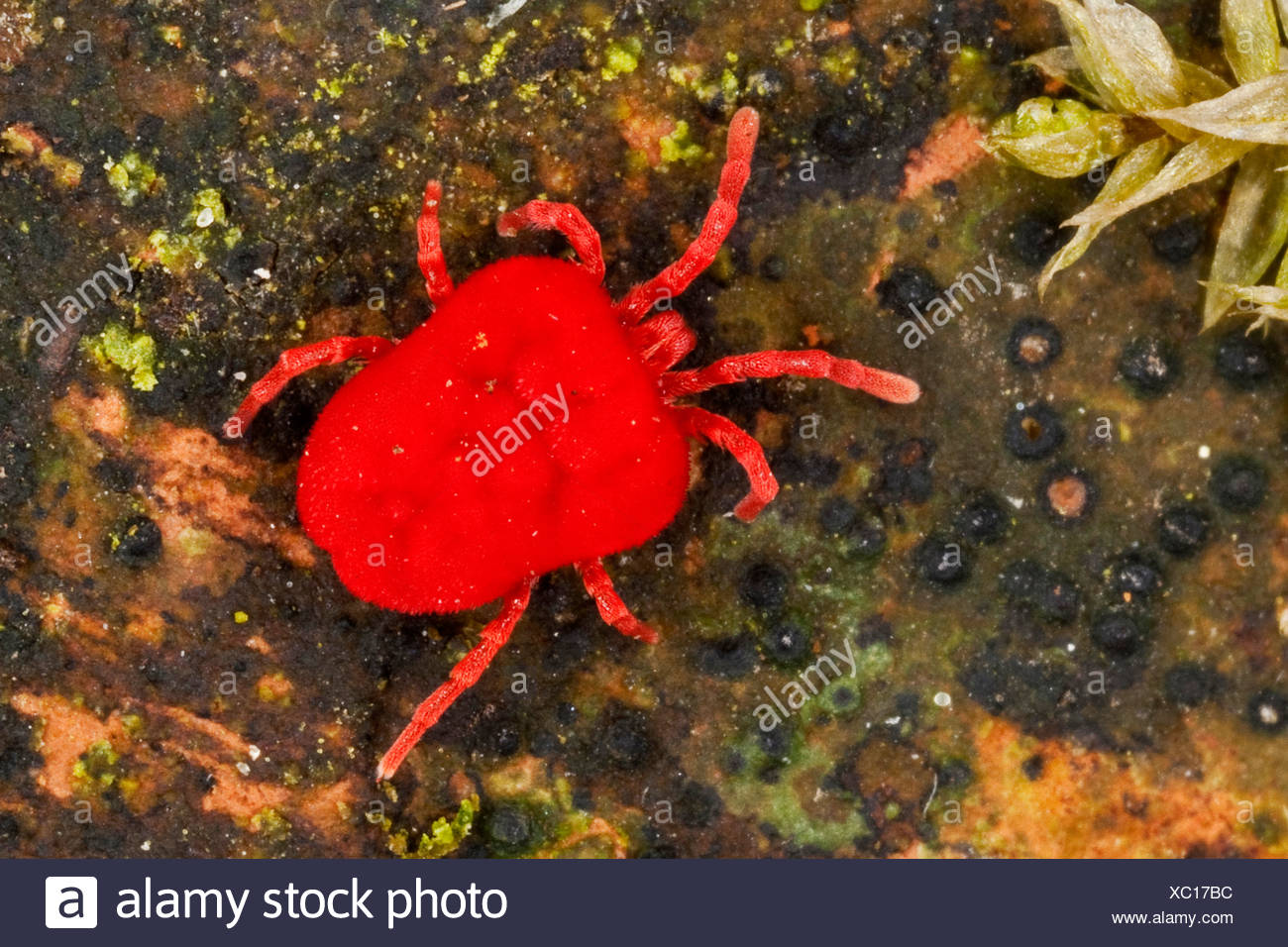 Mite Mites High Resolution Stock Photography and Images - Alamy