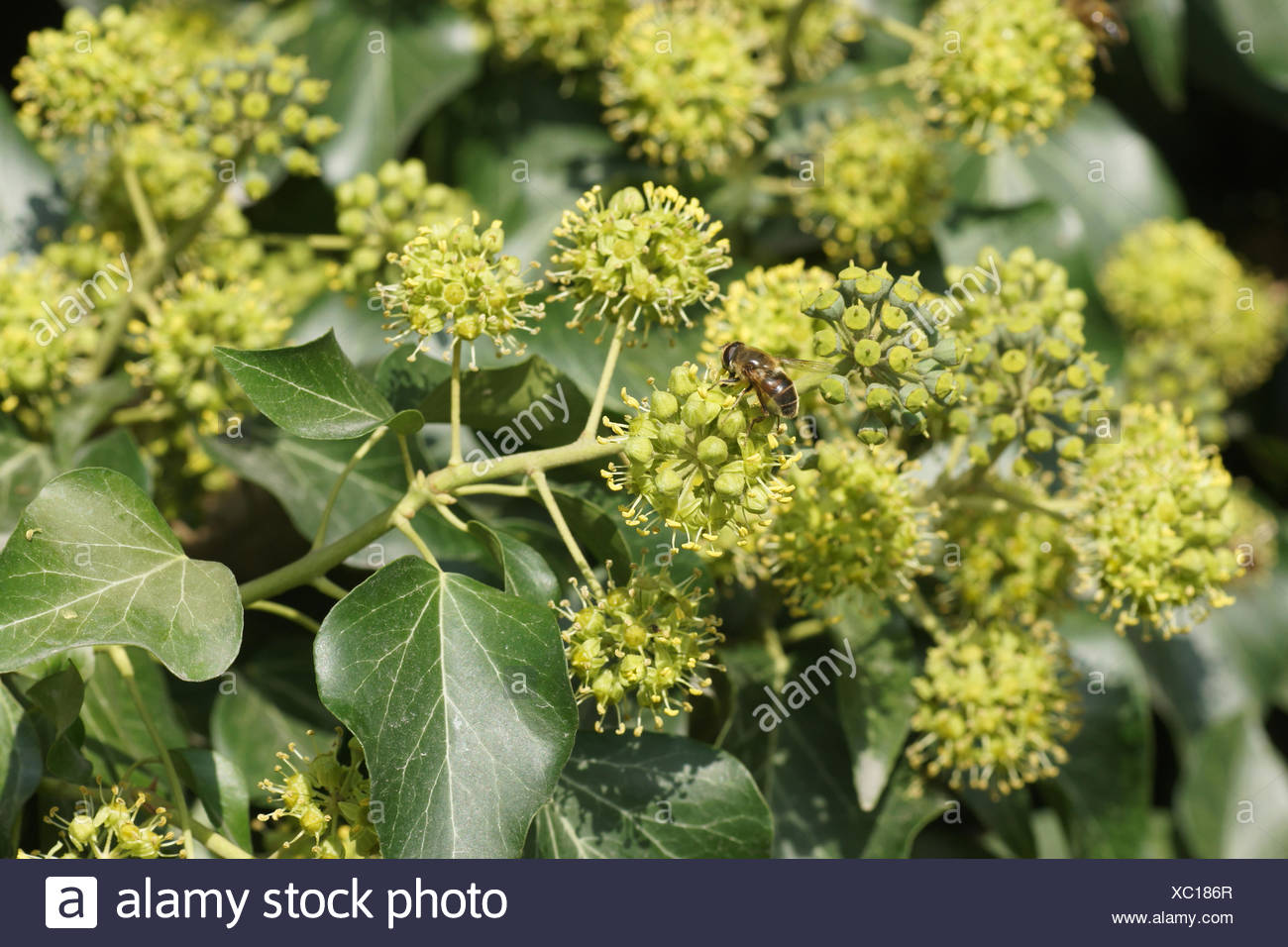 Ivy Flowers Insects High Resolution Stock Photography and Images - Alamy