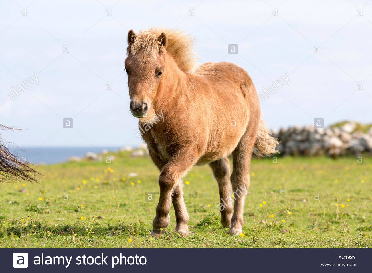 Miniature Shetland Pony Chestnut Foal Stock Photos & Miniature Shetland ...