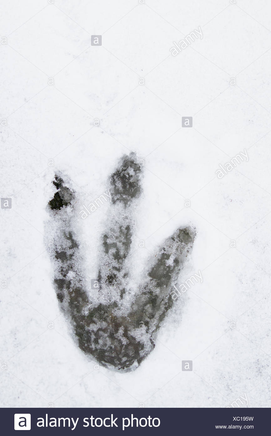 Penguin Footprints Stock Photos & Penguin Footprints Stock Images - Alamy