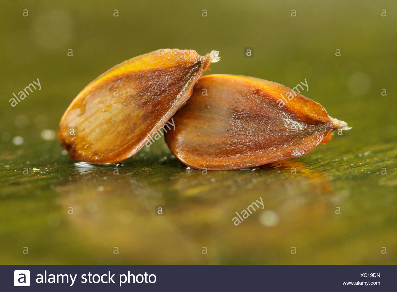 Beech Nuts High Resolution Stock Photography and Images - Alamy