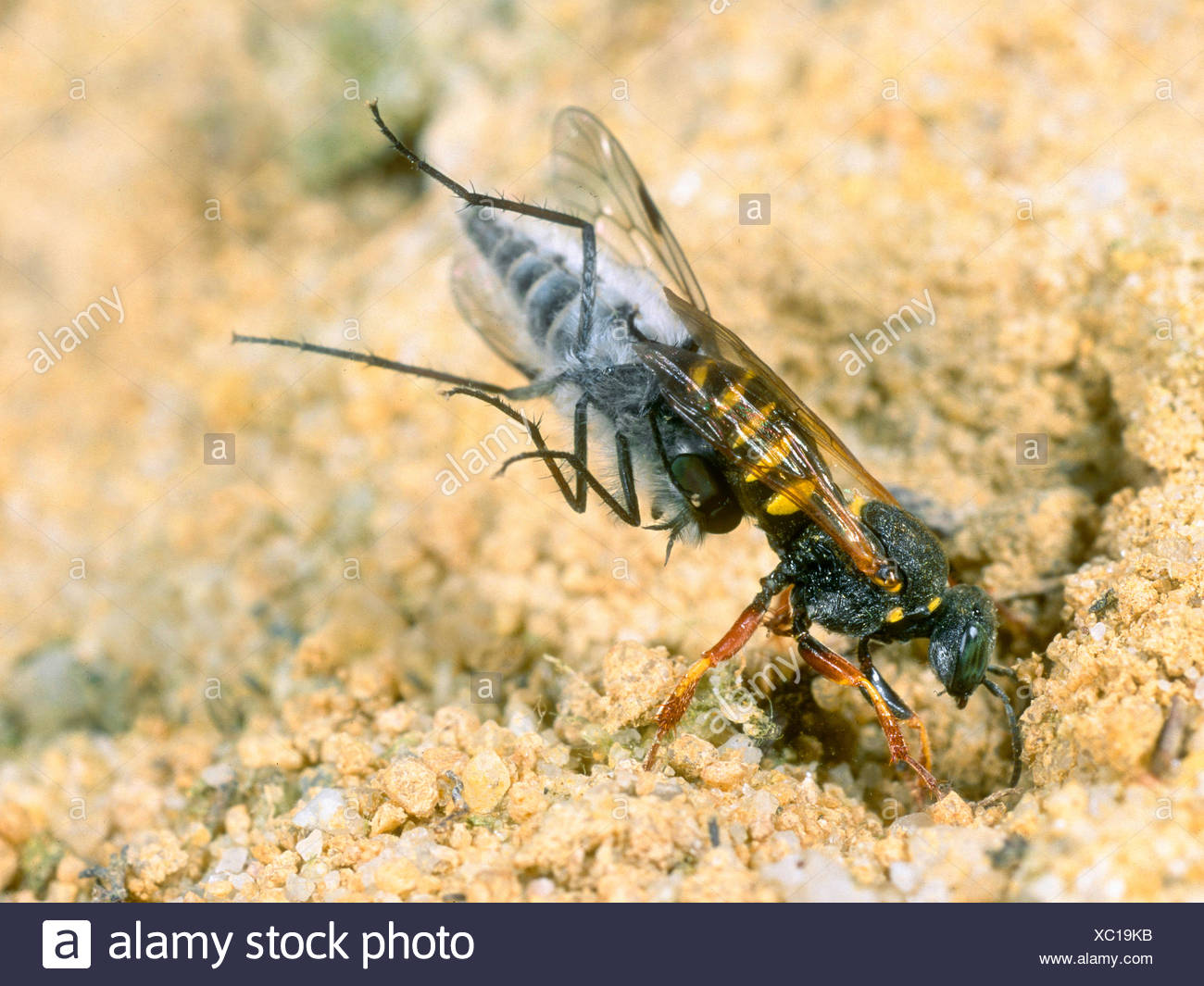 Stiletto Flies High Resolution Stock Photography and Images - Alamy