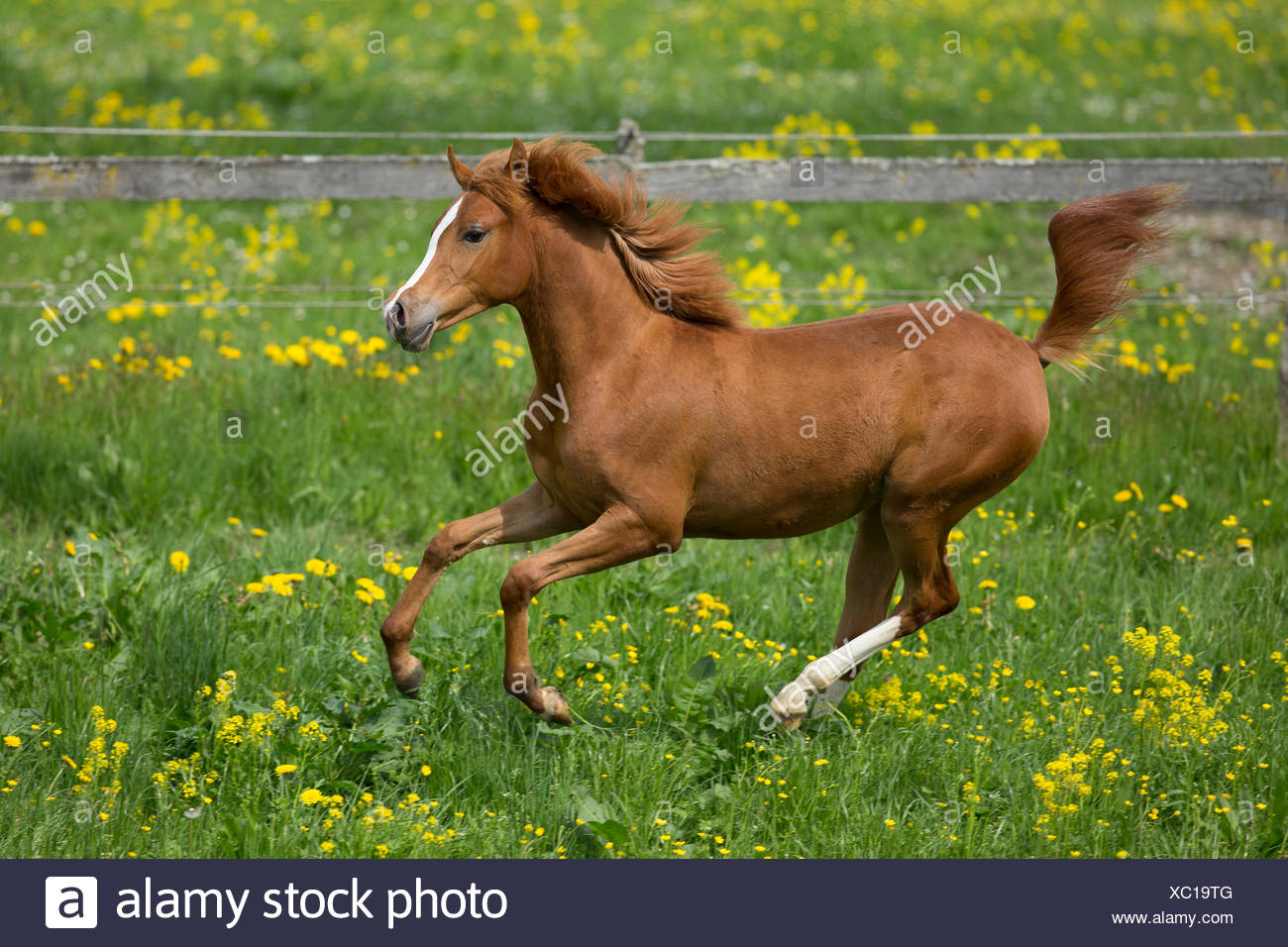 Arabian Yearling