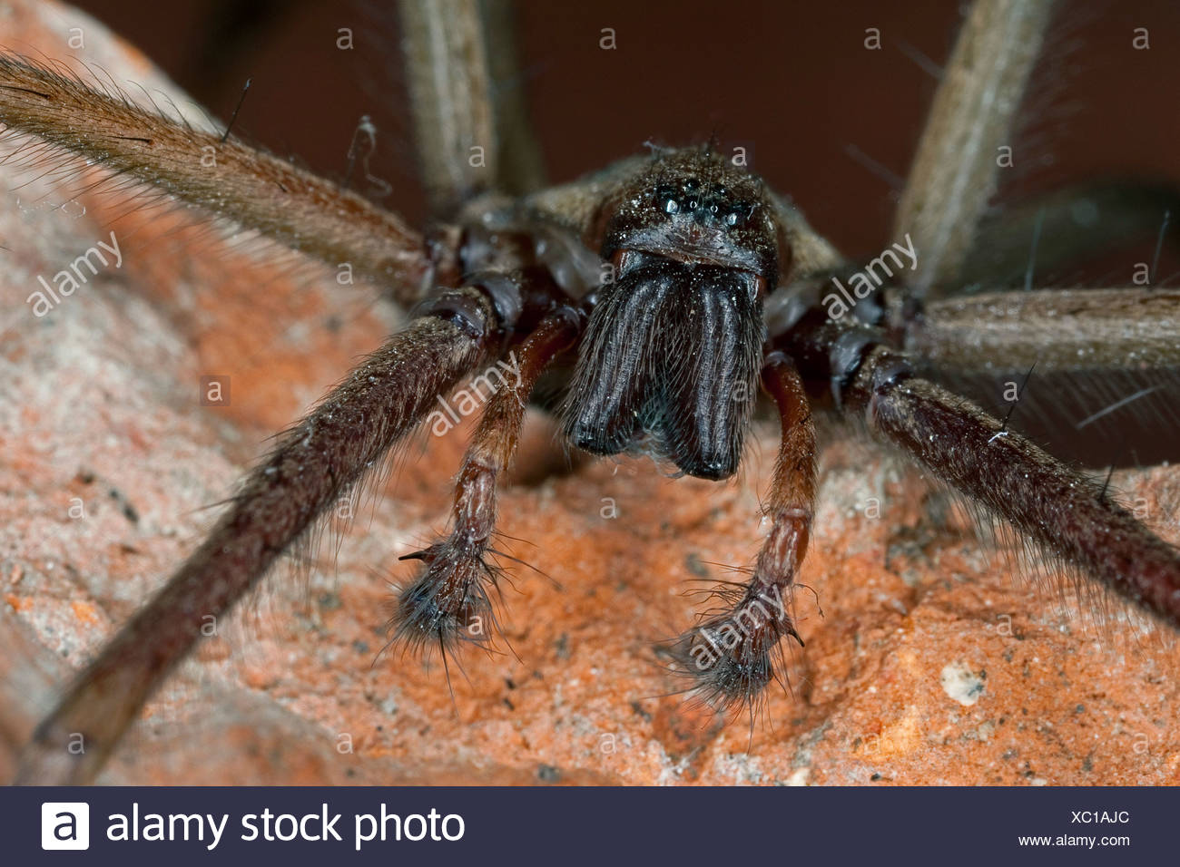 Germany Tegenaria Atrica Stock Photos & Germany Tegenaria Atrica Stock ...