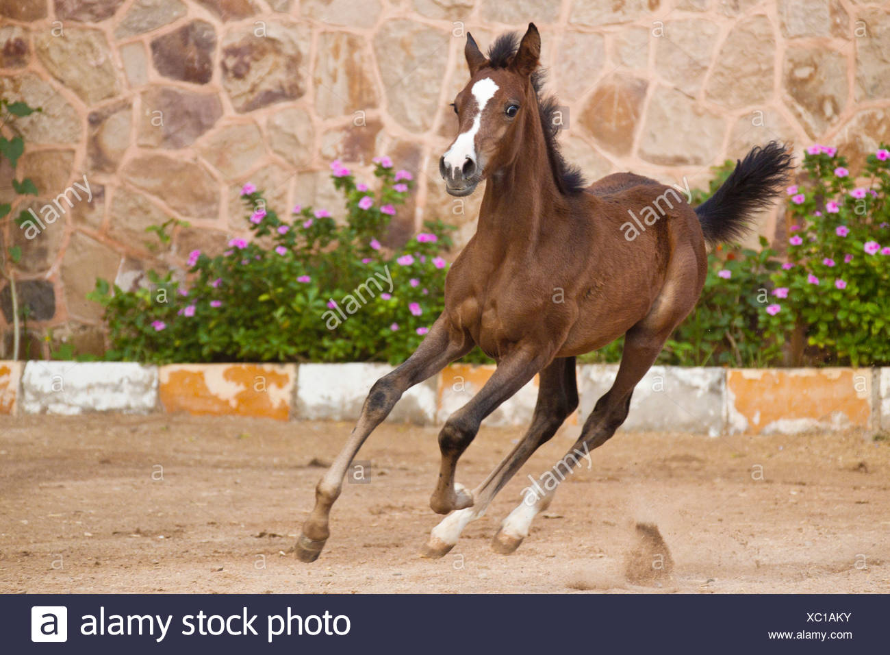 Arabian Horses Running High Resolution Stock Photography and Images - Alamy