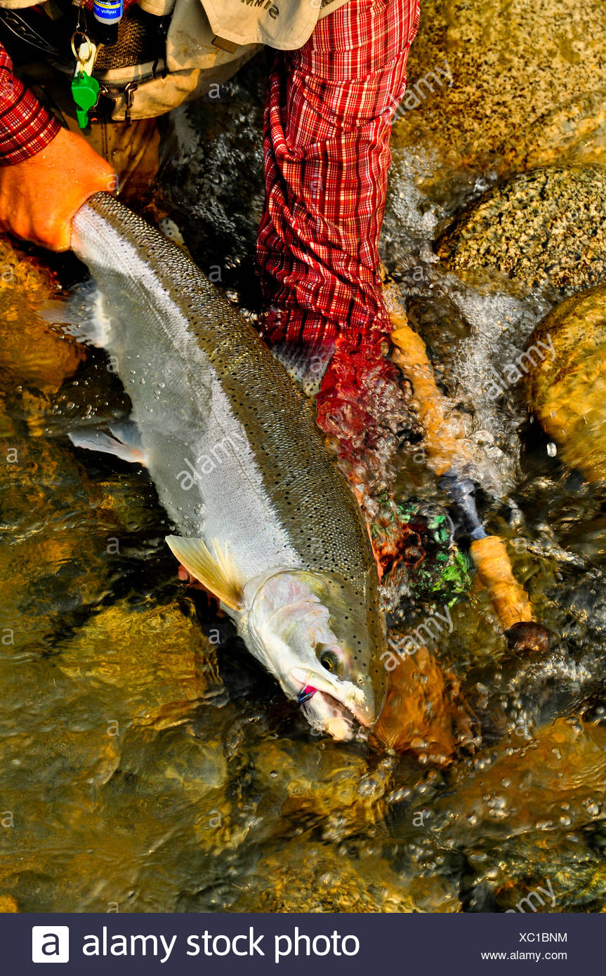 Steelhead Trout Wildlife High Resolution Stock Photography and Images ...