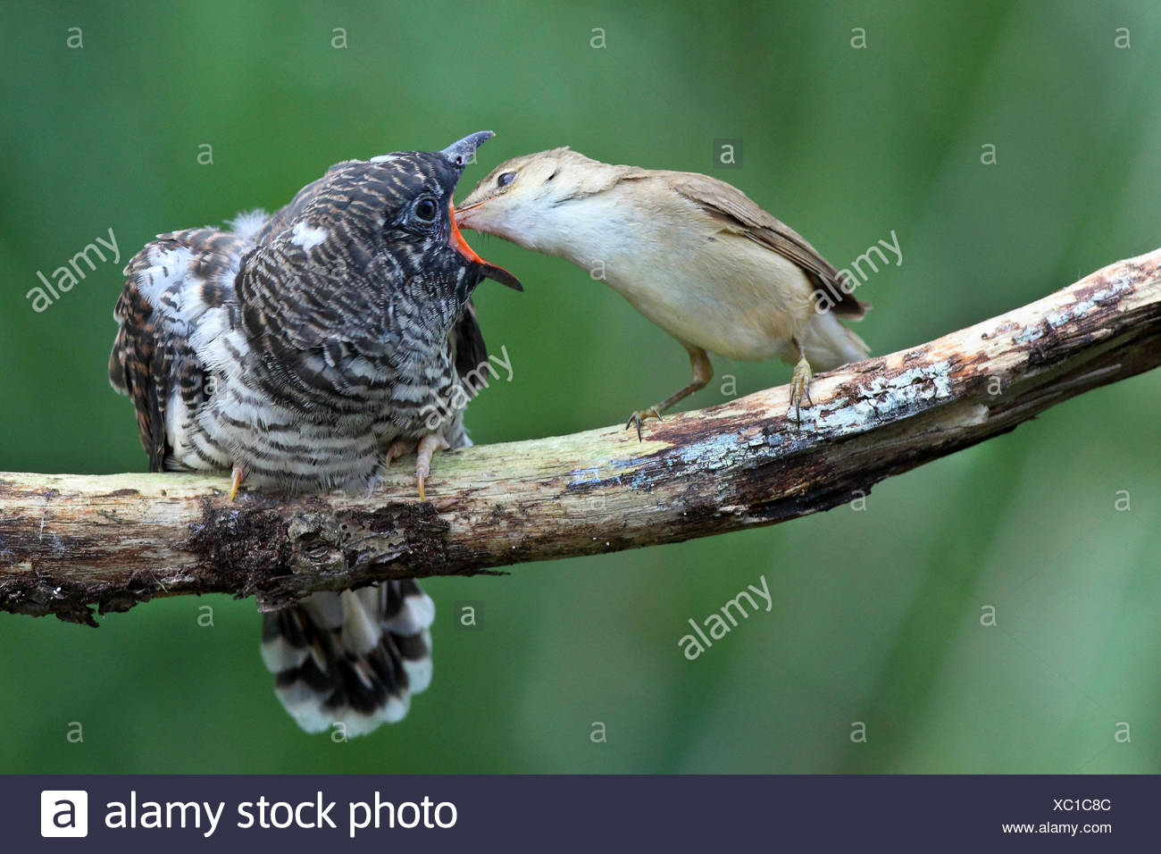 Cuckoo Chick Stock Photos & Cuckoo Chick Stock Images - Alamy