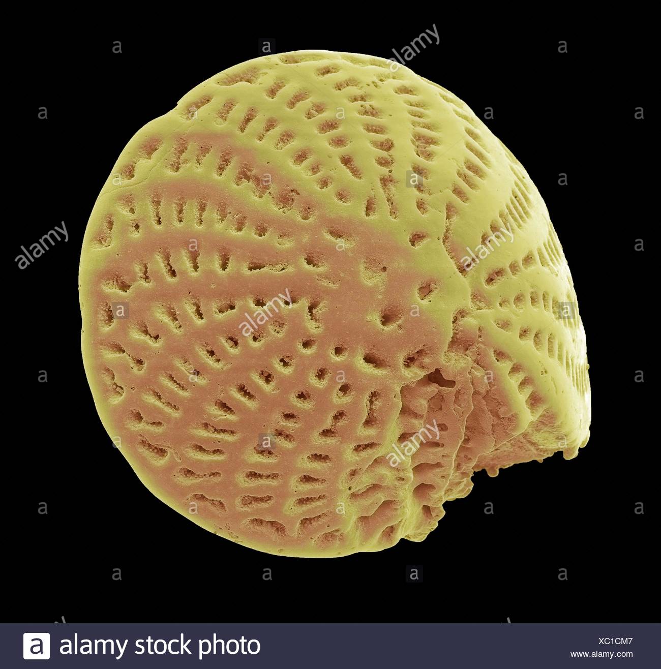 Biological Carbonate High Resolution Stock Photography and Images - Alamy