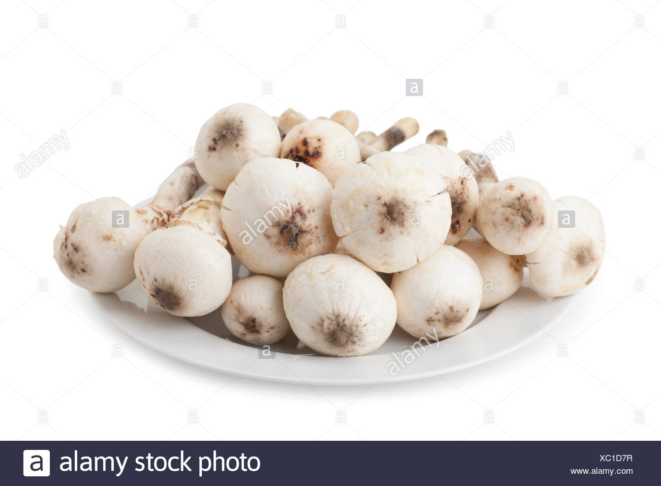 Lyophyllaceae High Resolution Stock Photography and Images - Alamy