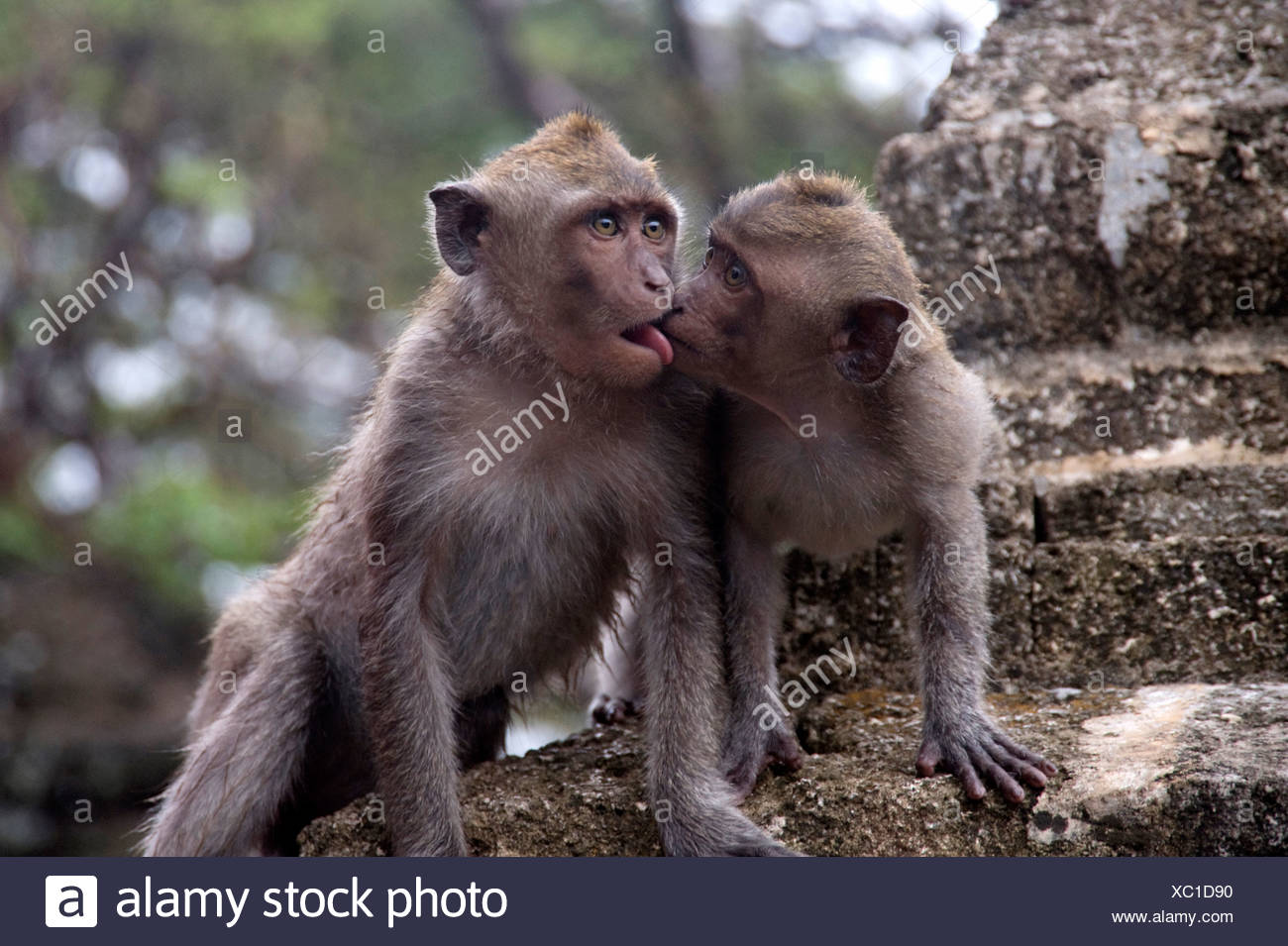 Monkeys Kissing Stock Photos & Monkeys Kissing Stock Images - Alamy