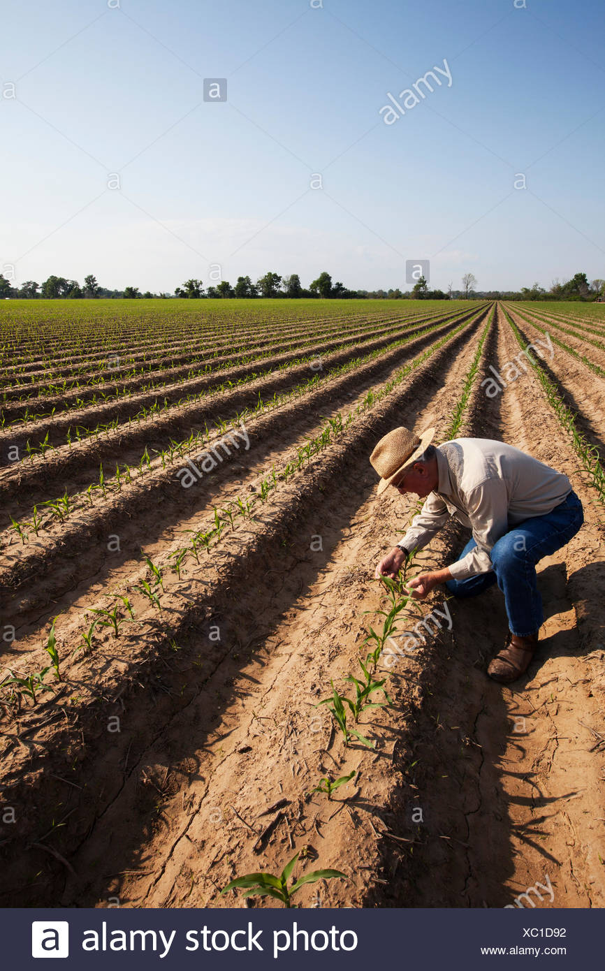 Furrow Irrigation High Resolution Stock Photography and Images - Alamy