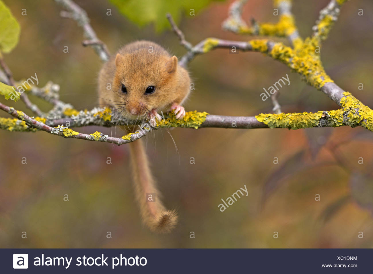 Haselmaus Hazel Dormouse Muscardinus Avellanarius High Resolution Stock ...