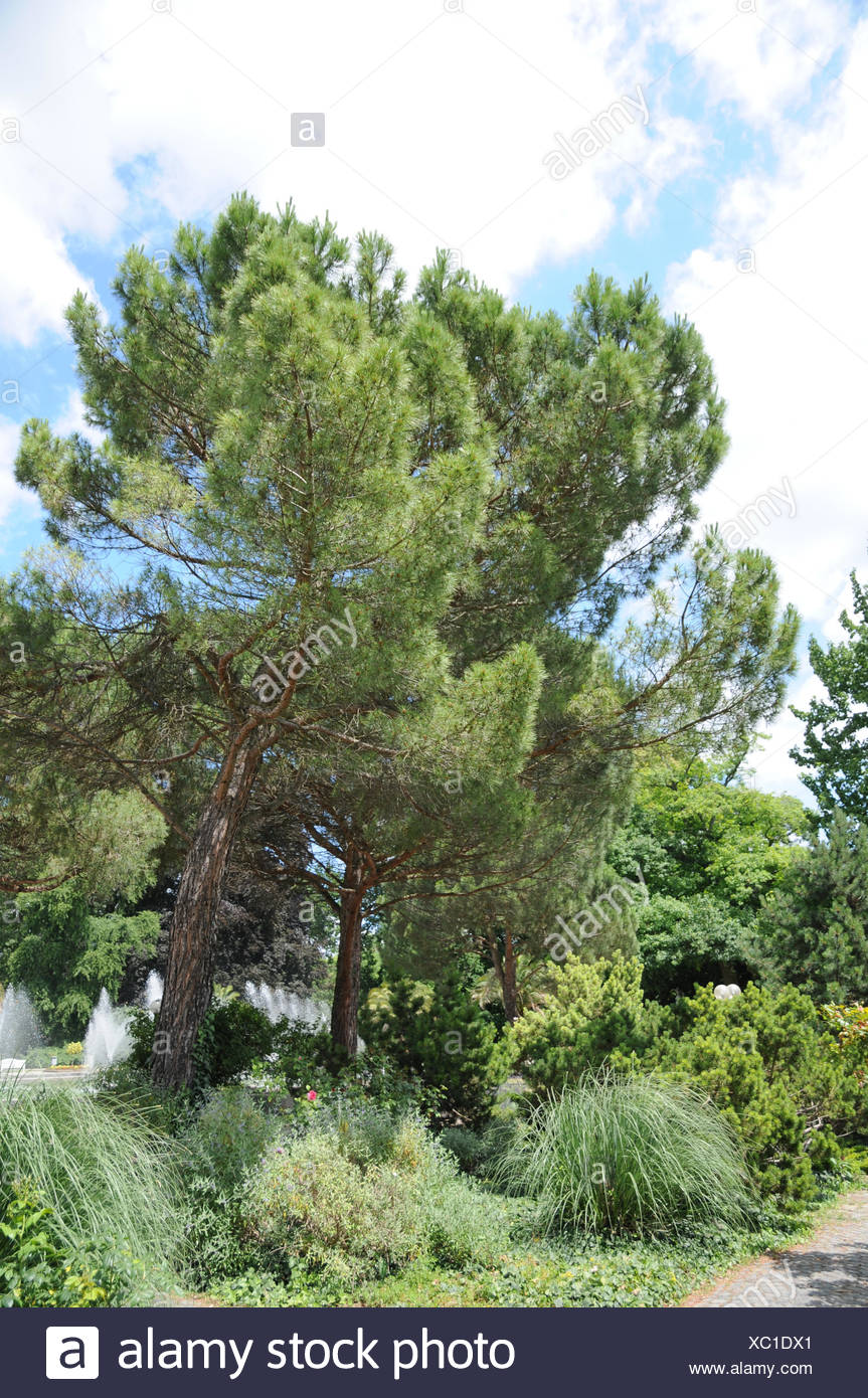 Italian Stone Pine Tree High Resolution Stock Photography and Images ...