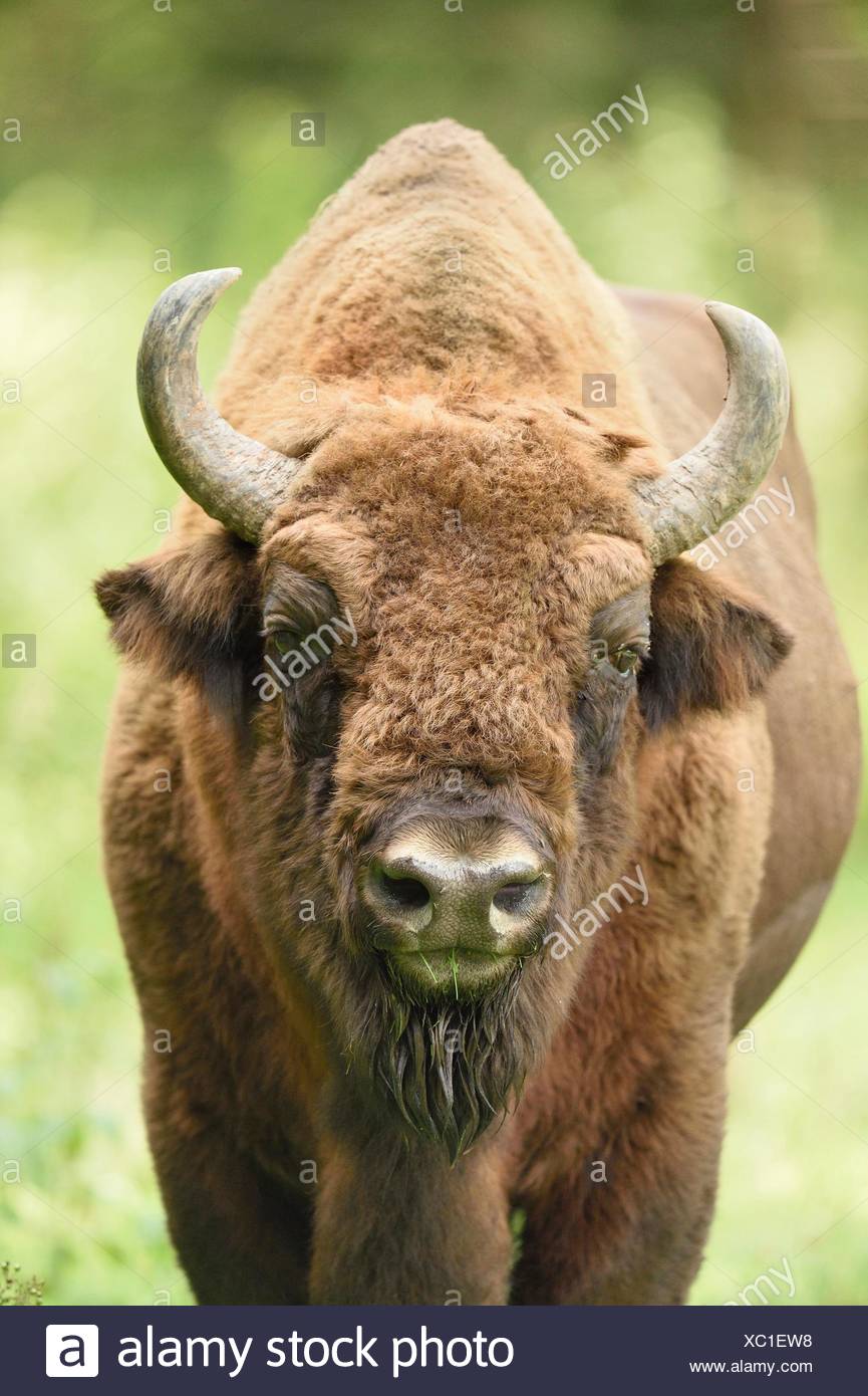 European Bison And Cattle High Resolution Stock Photography and Images ...