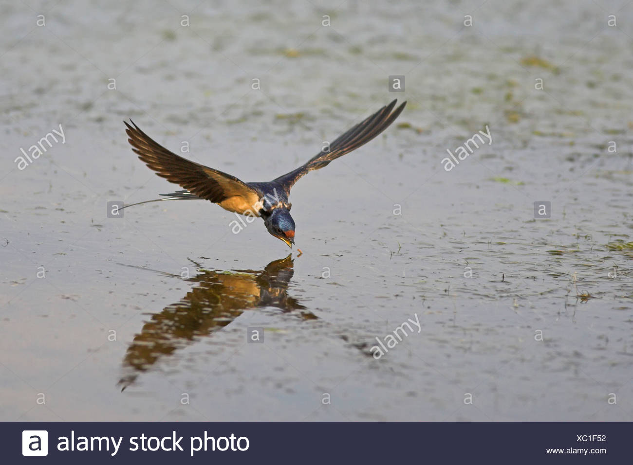 Swallow Flying Over Water Stock Photos & Swallow Flying Over Water ...
