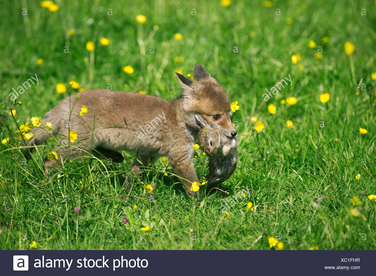 Red Fox Hunting Rabbits High Resolution Stock Photography and Images ...
