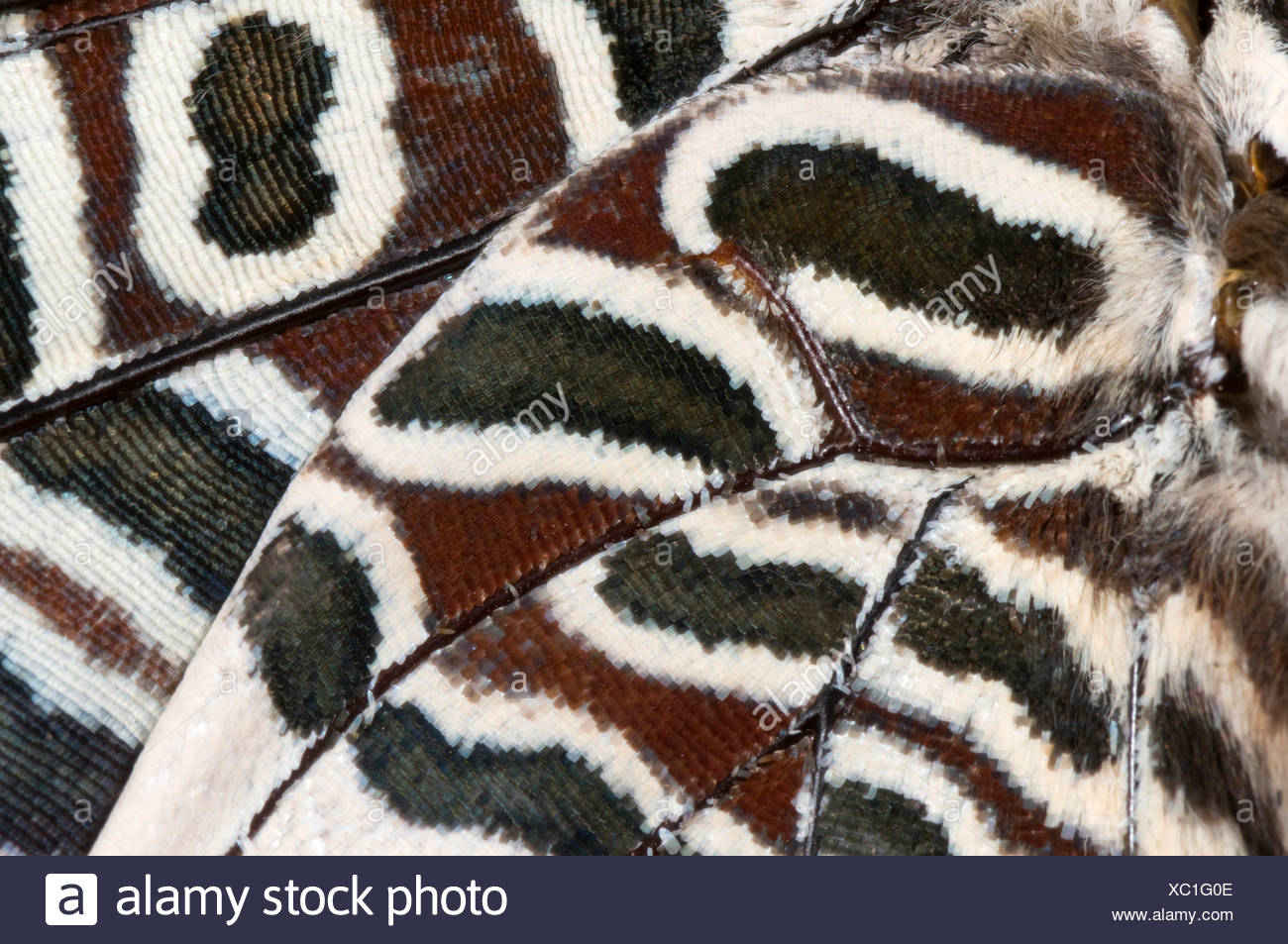 Butterfly Markings High Resolution Stock Photography and Images - Alamy