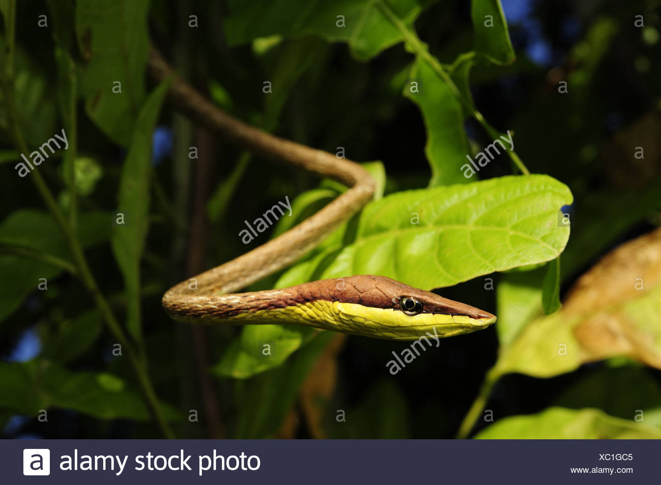 Common Vine Snakes High Resolution Stock Photography and Images - Alamy