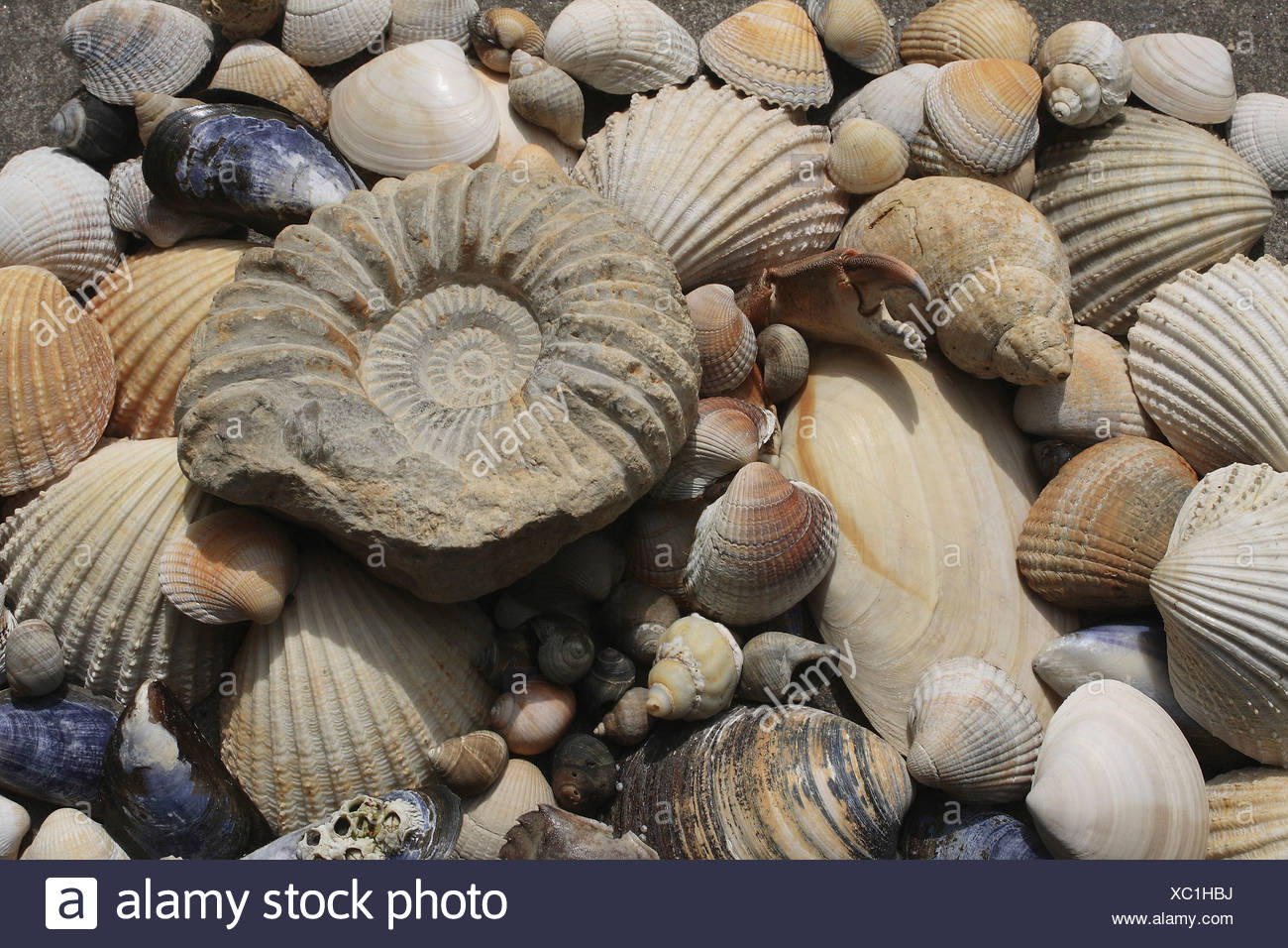 Fossil Ammonite High Resolution Stock Photography and Images - Alamy