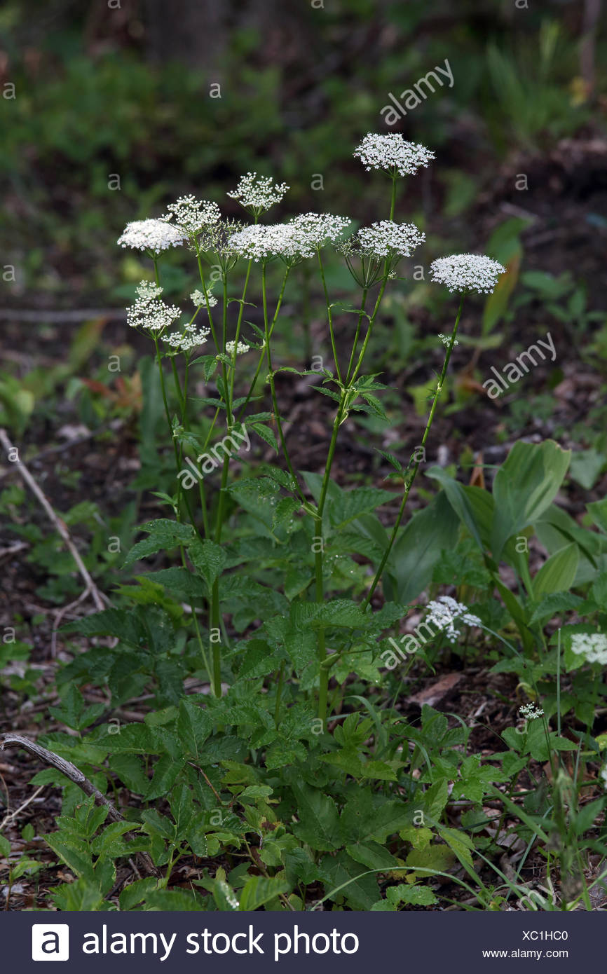 Invasive Plan High Resolution Stock Photography and Images - Alamy
