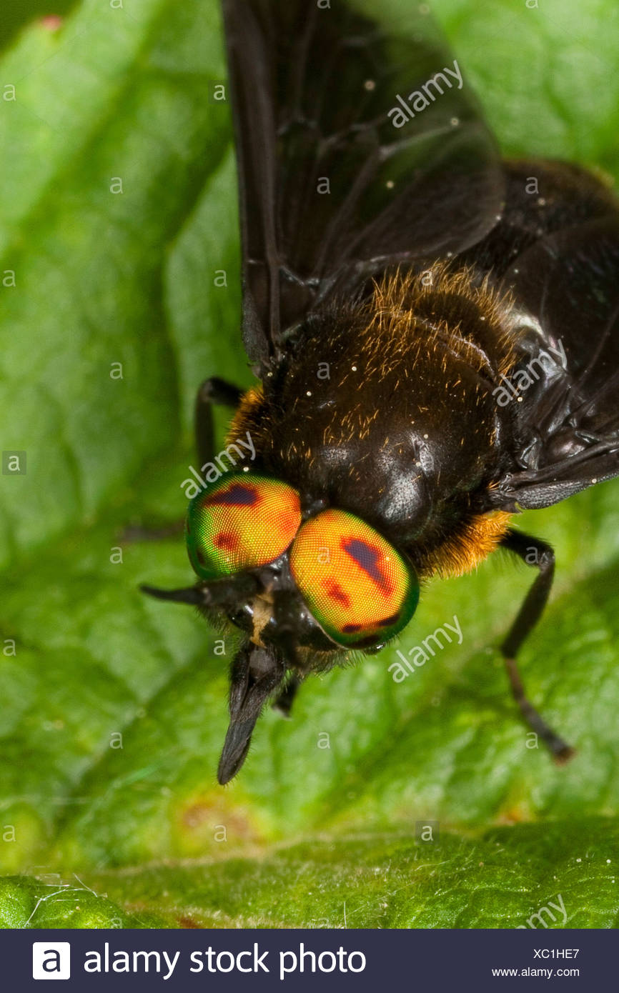 Blinding High Resolution Stock Photography and Images - Alamy